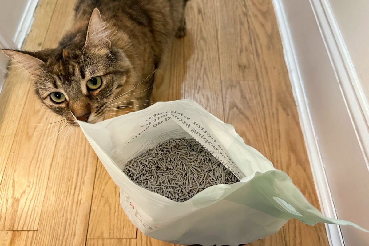 8 Best Clumping Cat Litters in 2025 - Catophile