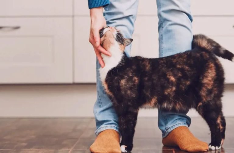 Understanding Feline Body Language: A Guide for Cat Owners - Catophile