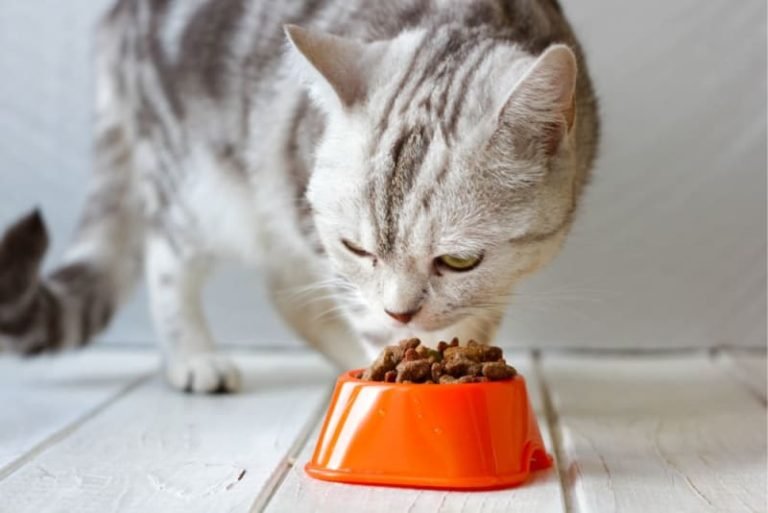 Best Cat Foods for Healthy Joints - Catophile