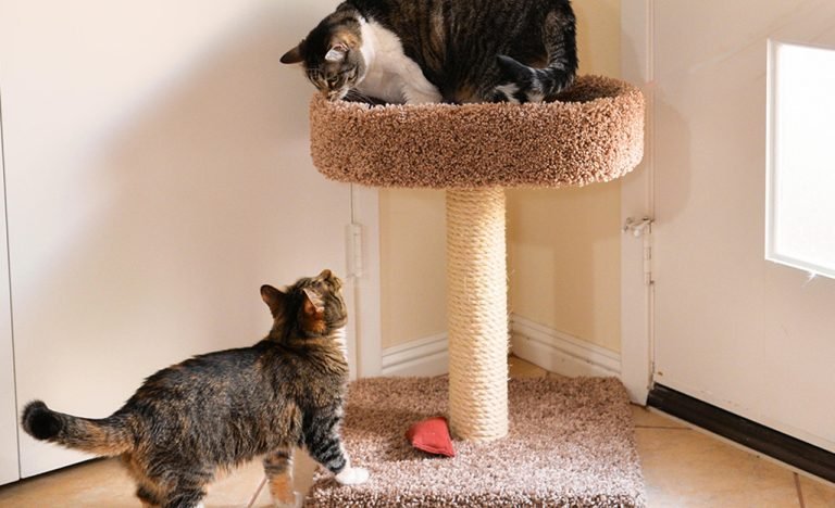 How to Build a DIY Cat Tree for Small Spaces - Catophile