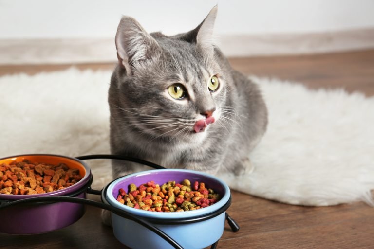 How to Choose the Right Cat Food for Different Life Stages - Catophile