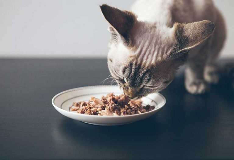 How to Make Your Own Homemade Cat Food: A Step-by-Step Guide - Catophile