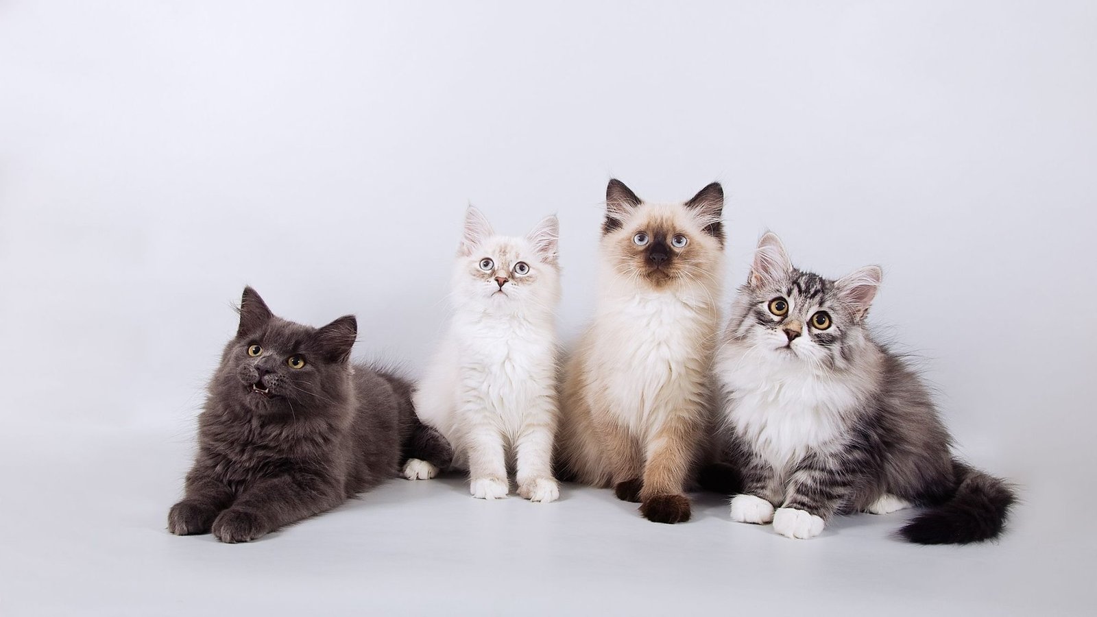 The 10 Smartest Cat Breeds in 2025 - Catophile